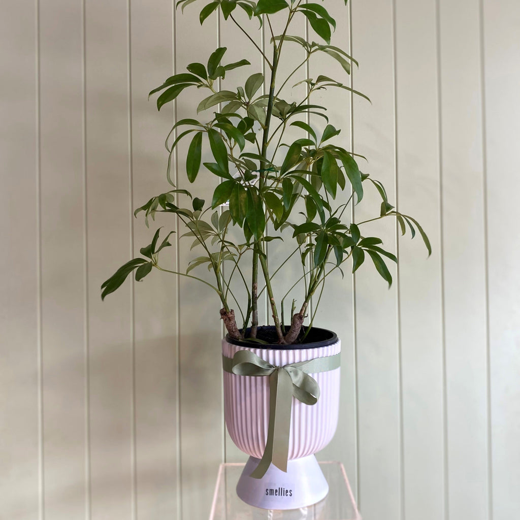 SCHEFFLERA ALPINE JUNIOR (UMBRELLA) PLANT