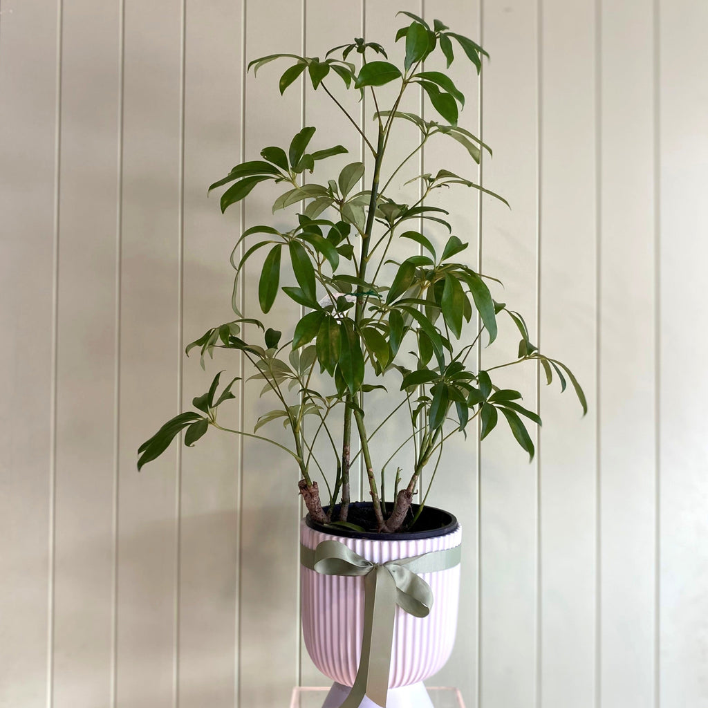 SCHEFFLERA ALPINE JUNIOR (UMBRELLA) PLANT