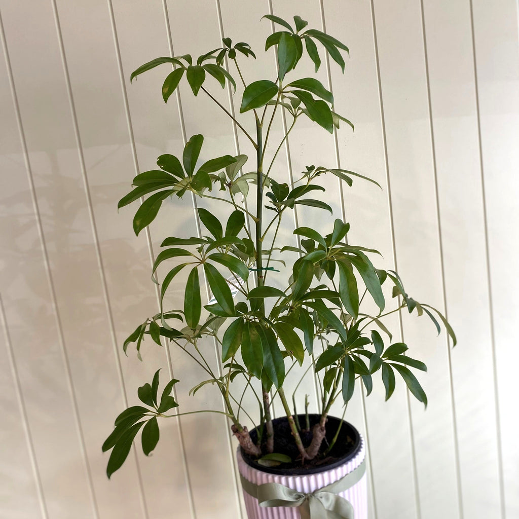 SCHEFFLERA ALPINE JUNIOR (UMBRELLA) PLANT